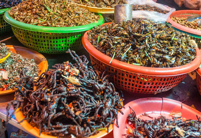 Insectos: la comida del pasado ideal para el futuro - Revista Ganar-Ganar