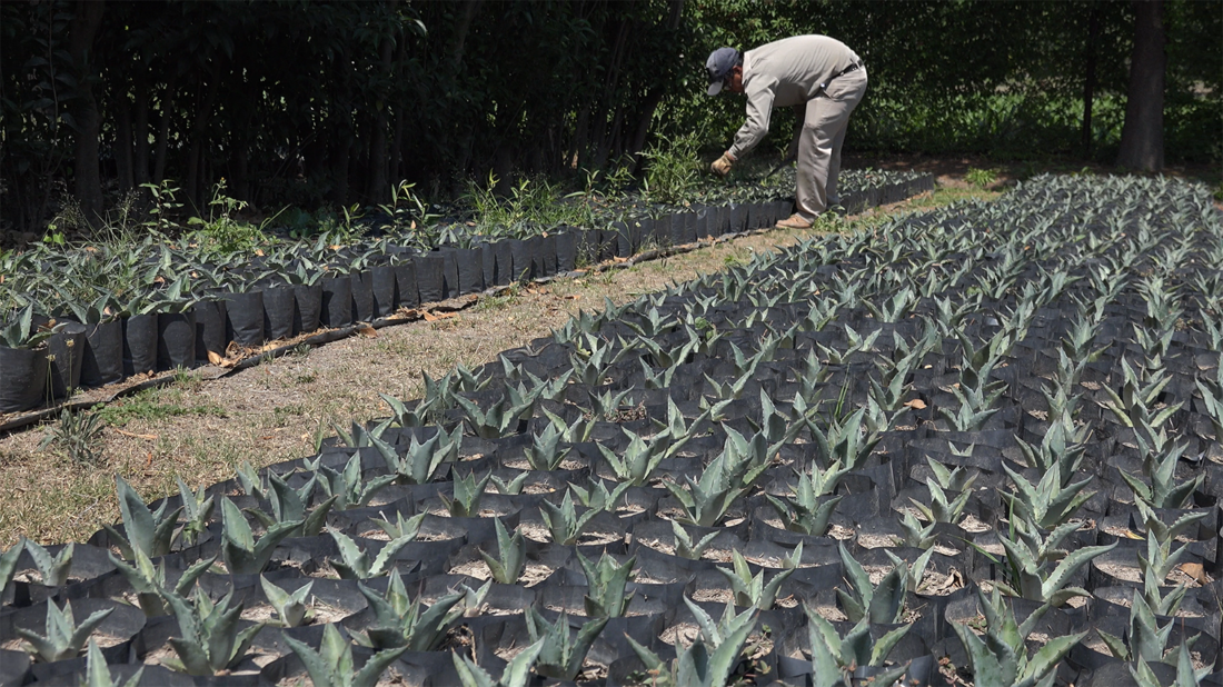 Maguey, una especie en peligro de extinción - Revista Ganar-Ganar