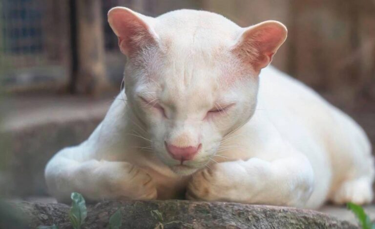 Apareció el primer ocelote albino del mundo, un raro hallazgo de la ...