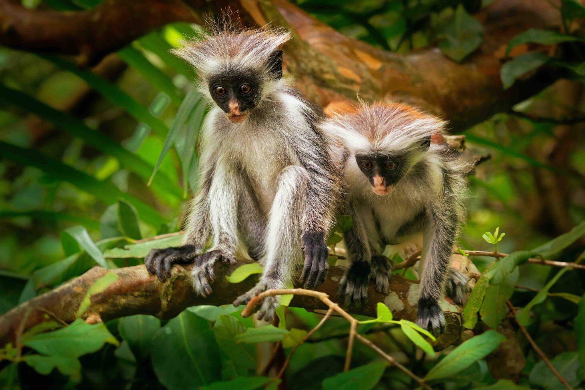 10 animales extintos para siempre - Revista Ganar-Ganar